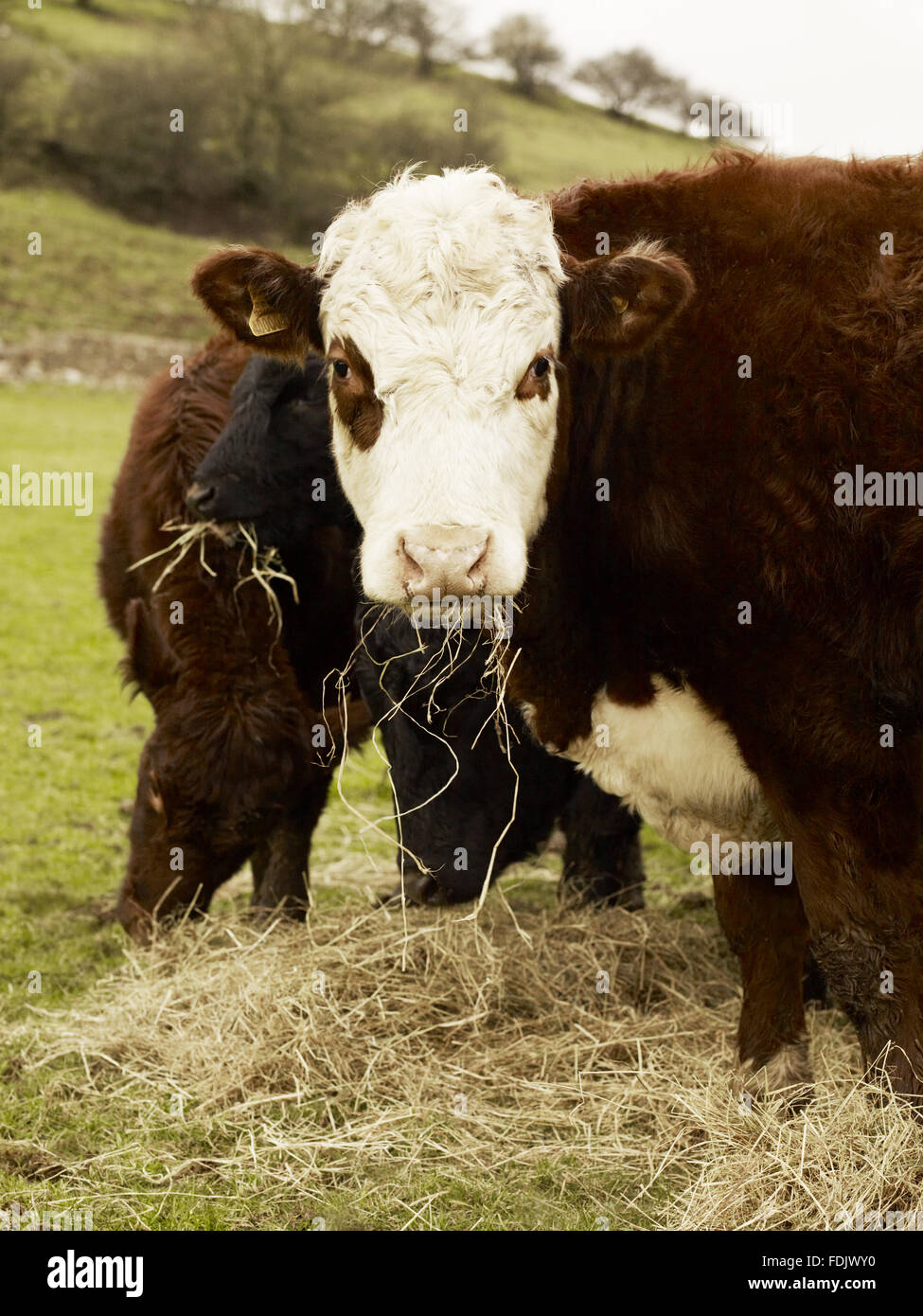 South Devon-cross cattle at Ossams Hill Farm, Staffordshire. The beef ...