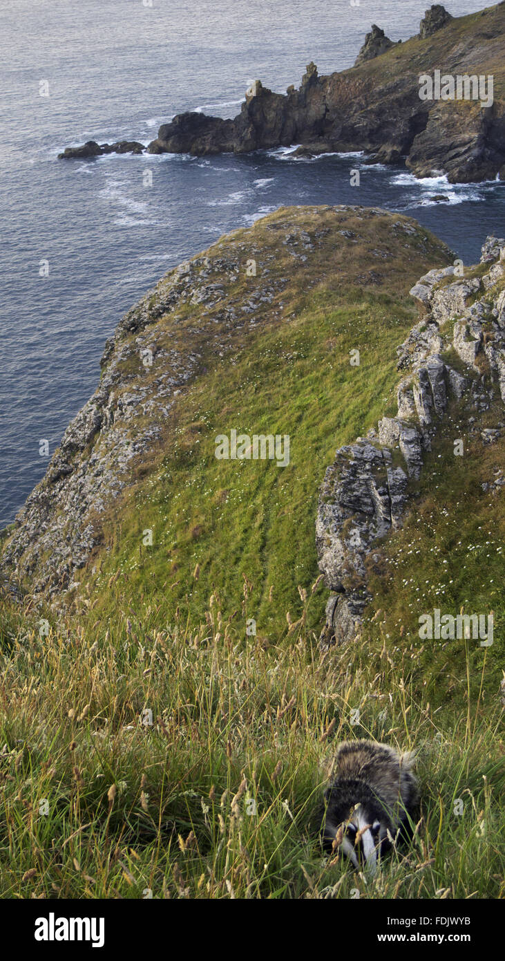 A badger on the cliff edge of the Pentire Farm estate on the Rumps ...