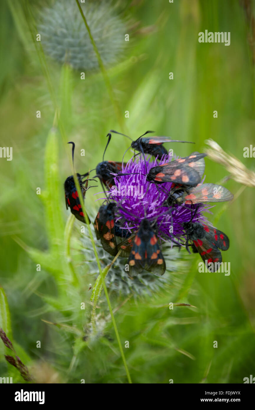 Day flying moths hi-res stock photography and images - Alamy