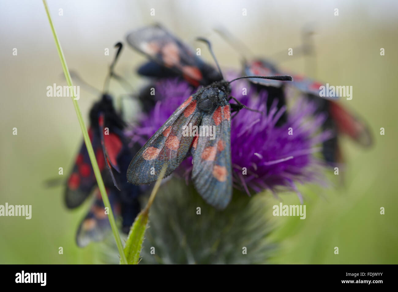 Day flying moths hi-res stock photography and images - Alamy