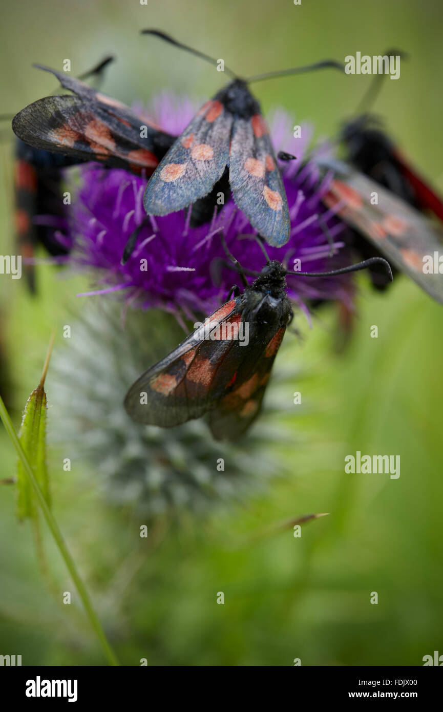 Day flying moths hi-res stock photography and images - Alamy