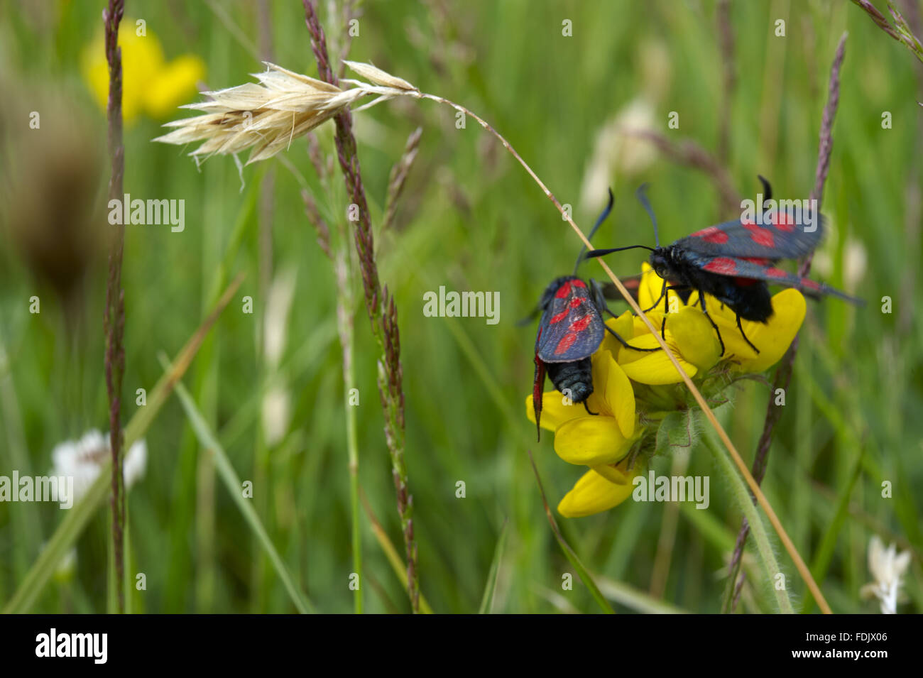 Day flying moths hi-res stock photography and images - Alamy