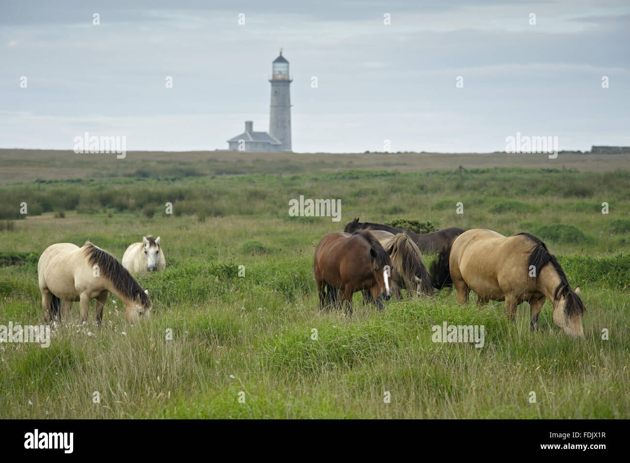 Wild ponies on Lundy Island with the Old Light visible in the distance ...