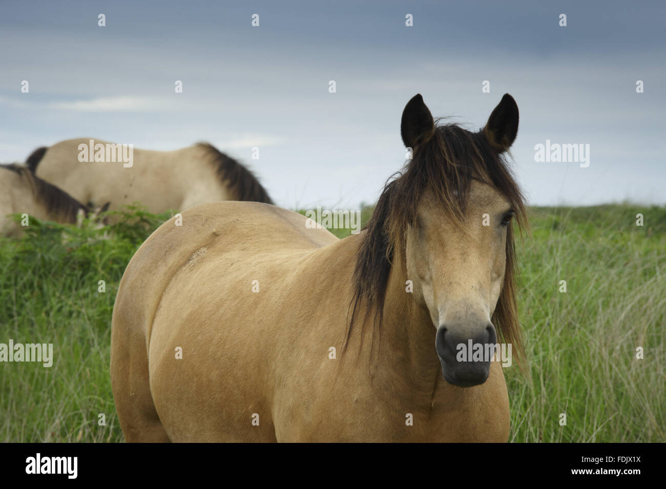 Wild ponies on Lundy Island. Lundy, 18 kilometres off the north Devon ...