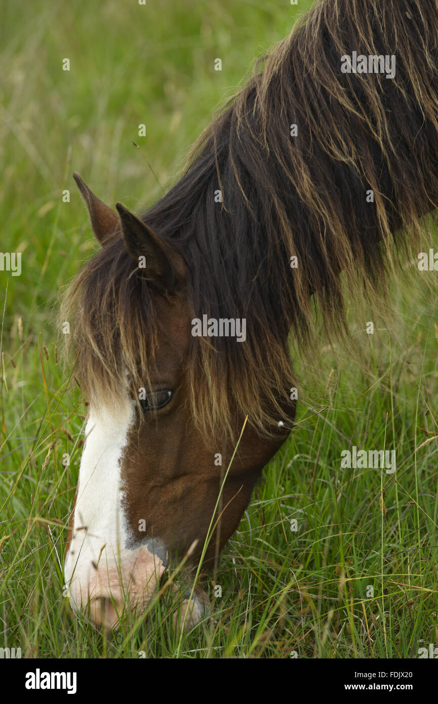 Lundy devon horse hi-res stock photography and images - Alamy