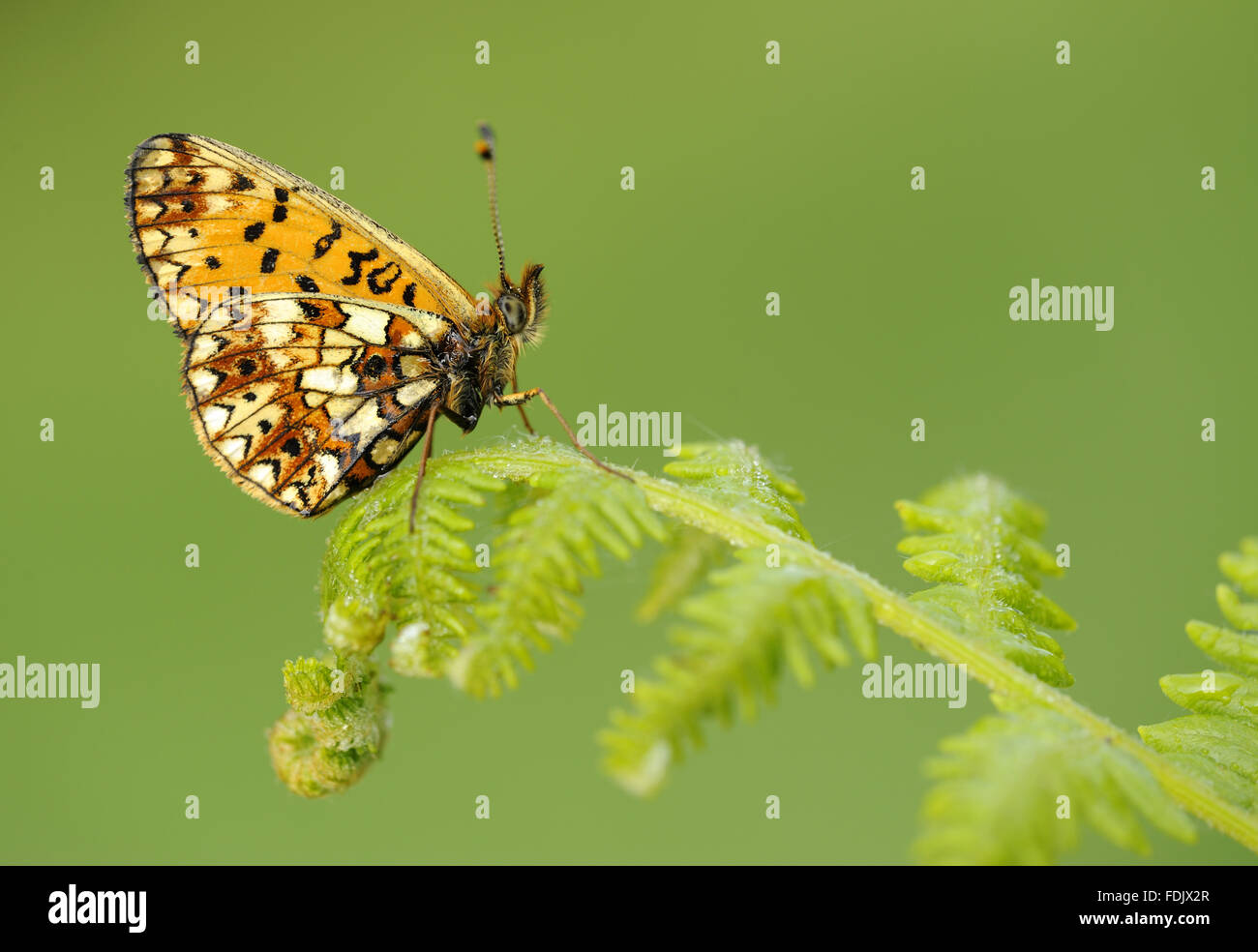 Small Pearl-bordered Fritillary (Boloria selene) butterfly at Marsland ...