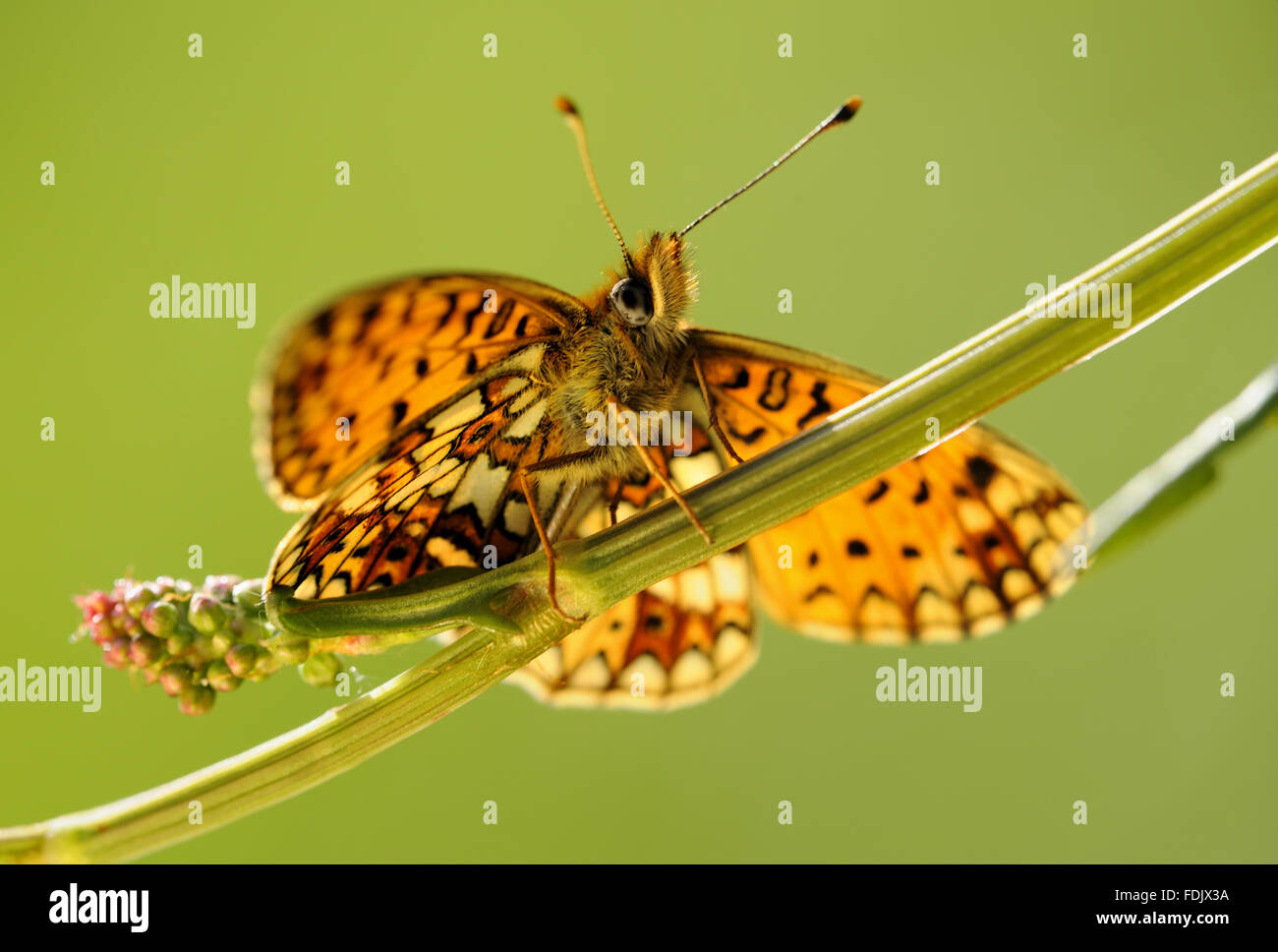 Small Pearl-bordered Fritillary (Boloria selene) butterfly at Marsland ...