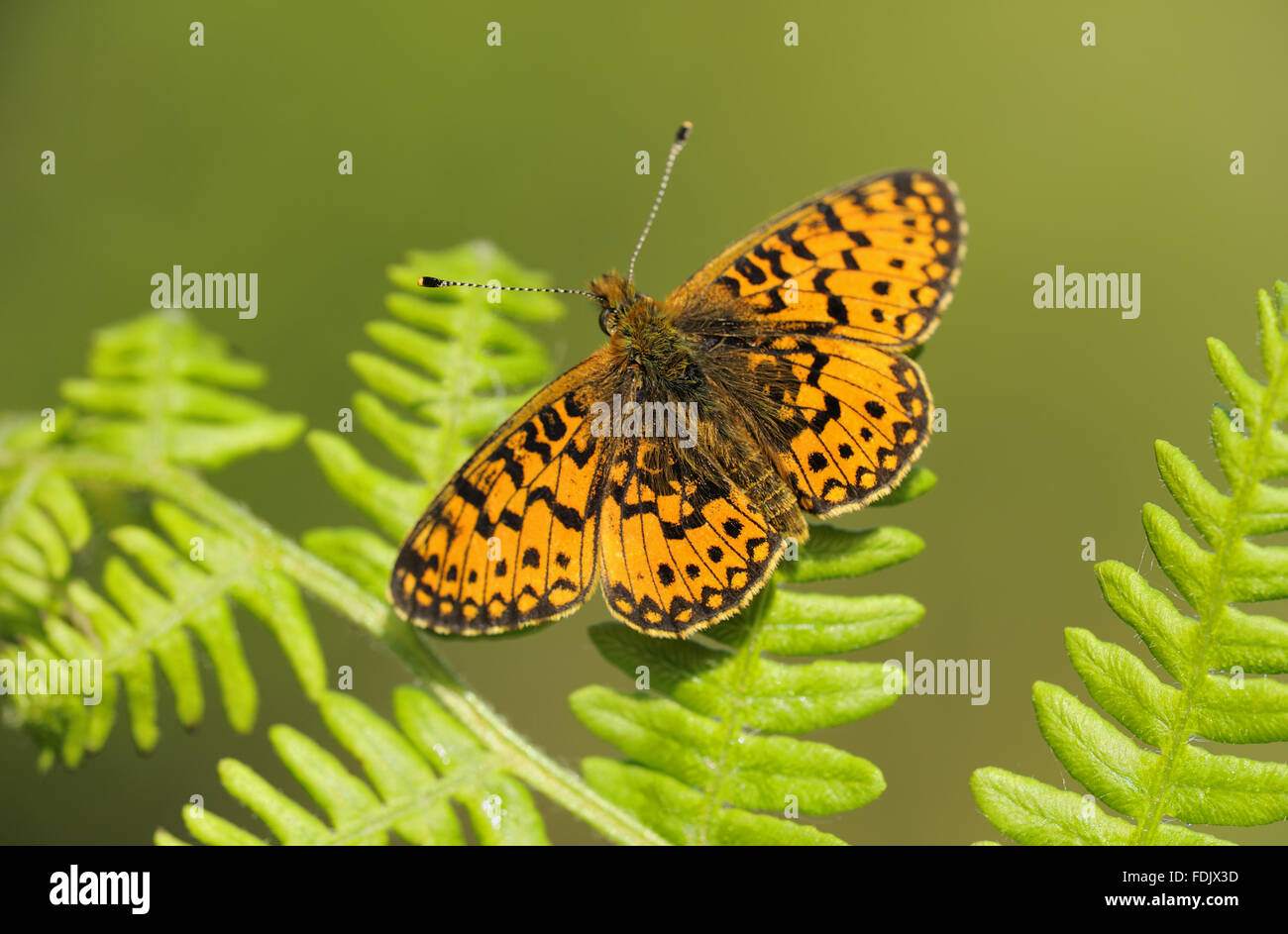 Small Pearl-bordered Fritillary (Boloria selene) butterfly at Marsland ...