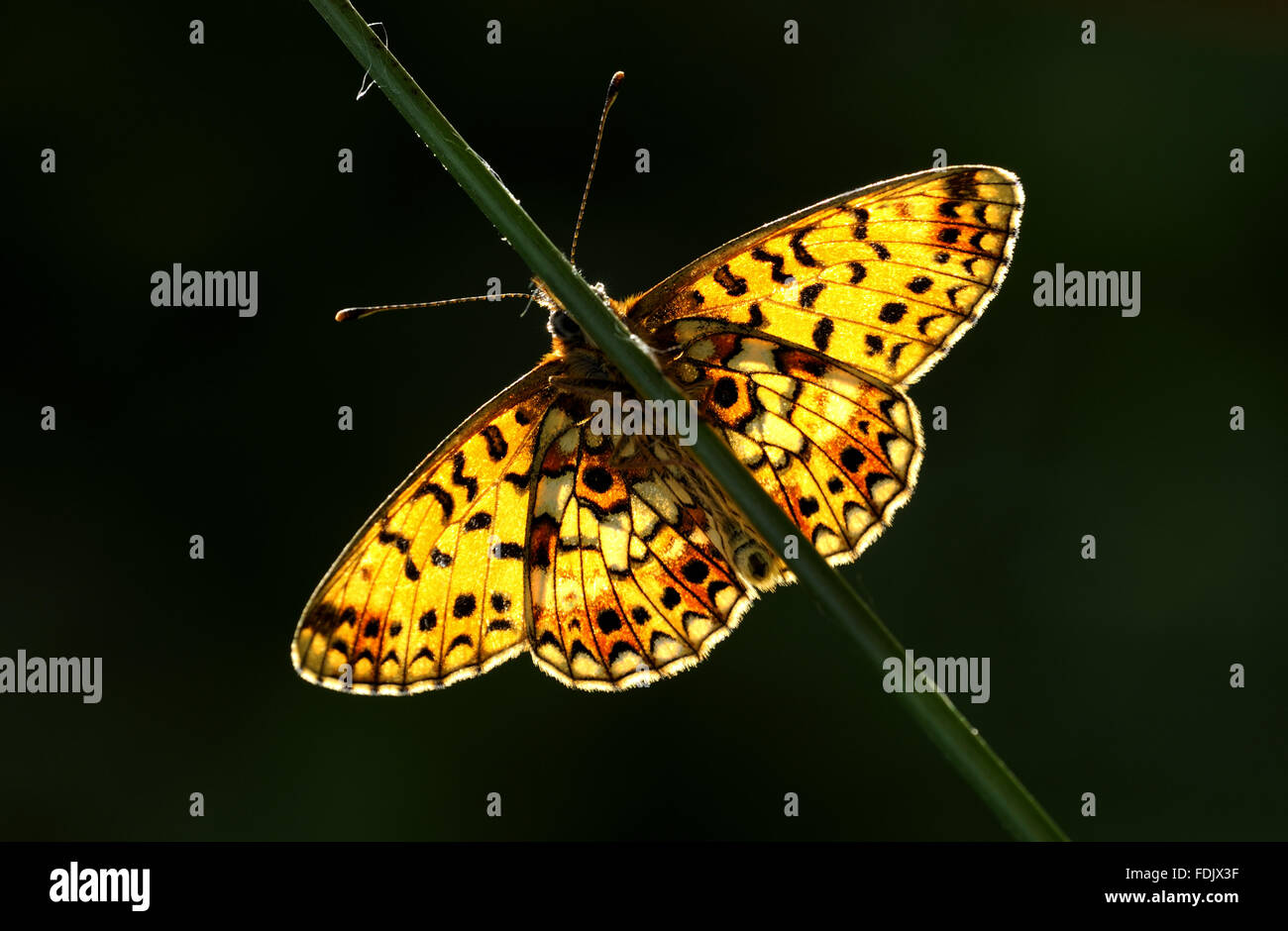 Small Pearl-bordered Fritillary (Boloria selene) butterfly at Marsland ...