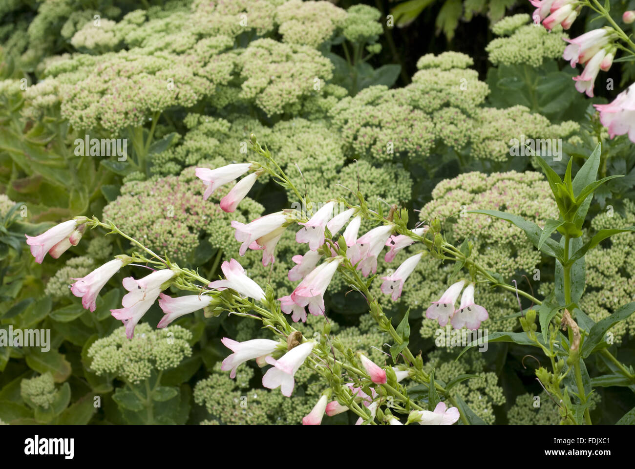 Penstemon (Scrophulariaceae) and Sedum (Stonecrop) - late summer ...