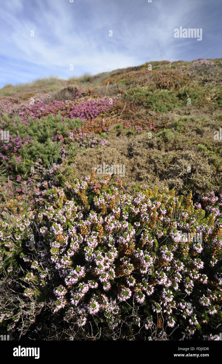 Maritime heather (Erica vagans), in flower in August, Kynance Cove, The ...
