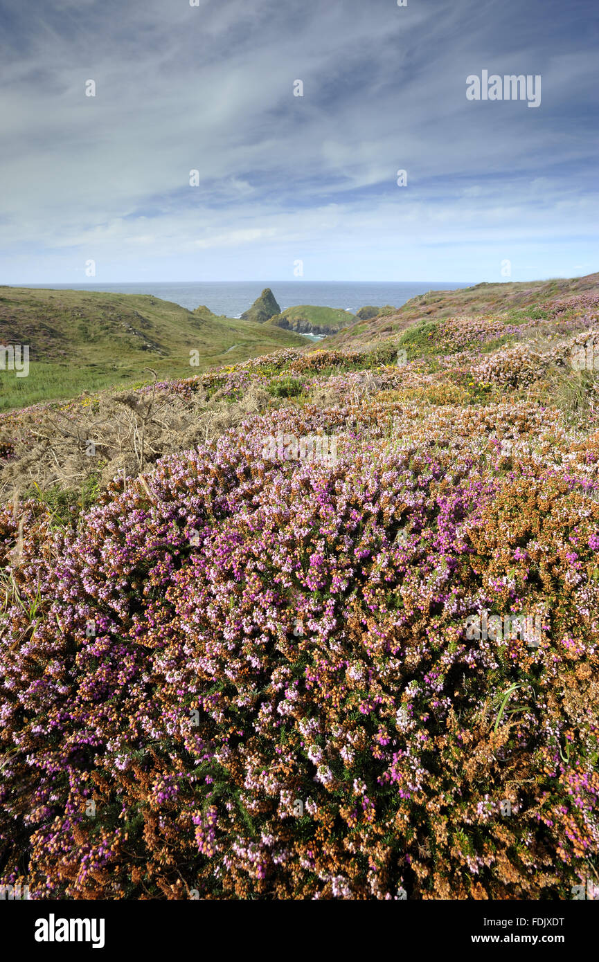 Maritime heather (Erica vagans), in flower in August, Kynance Cove, The ...
