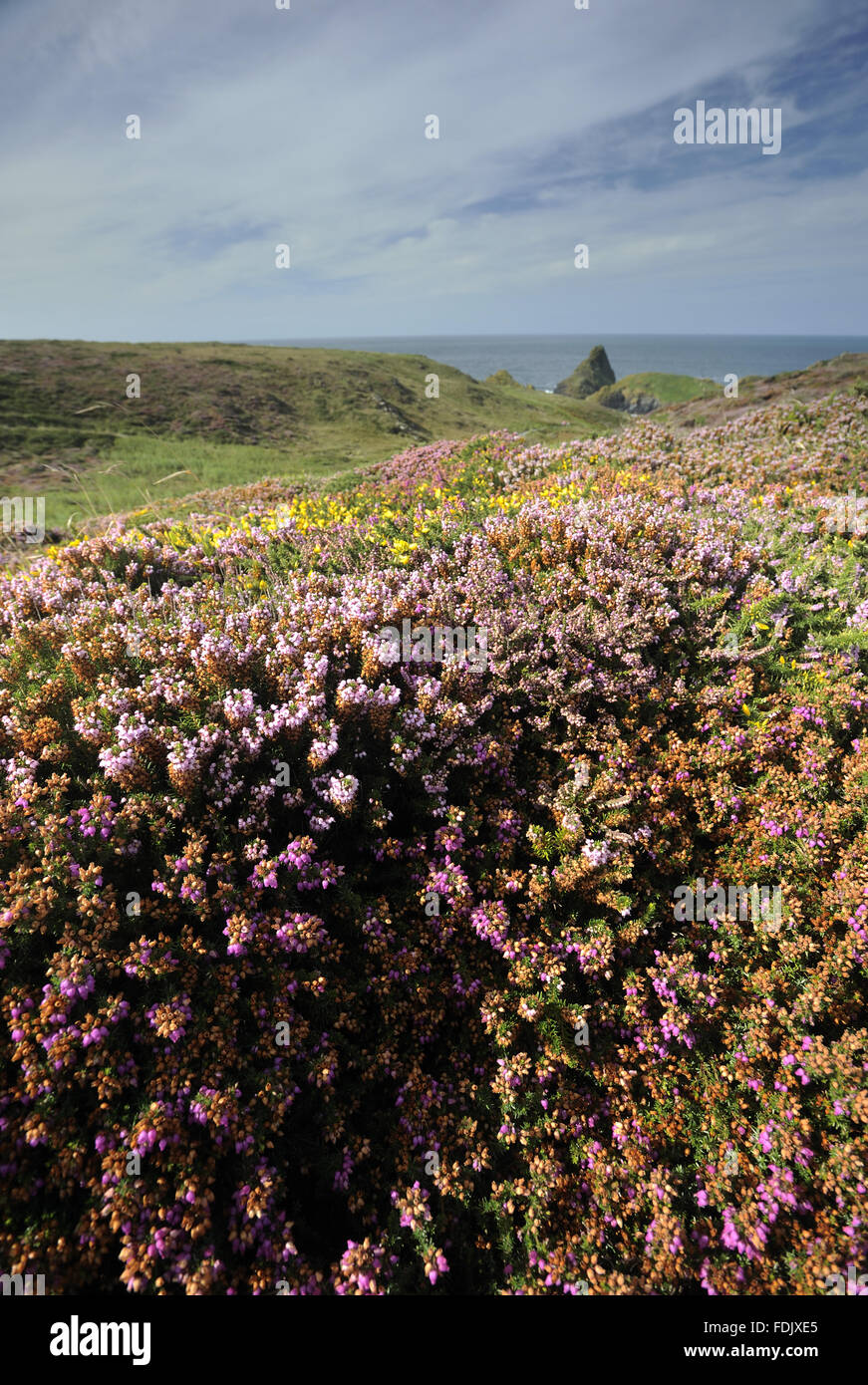 Maritime heather, (Erica vagans) in flower in August and view of ...