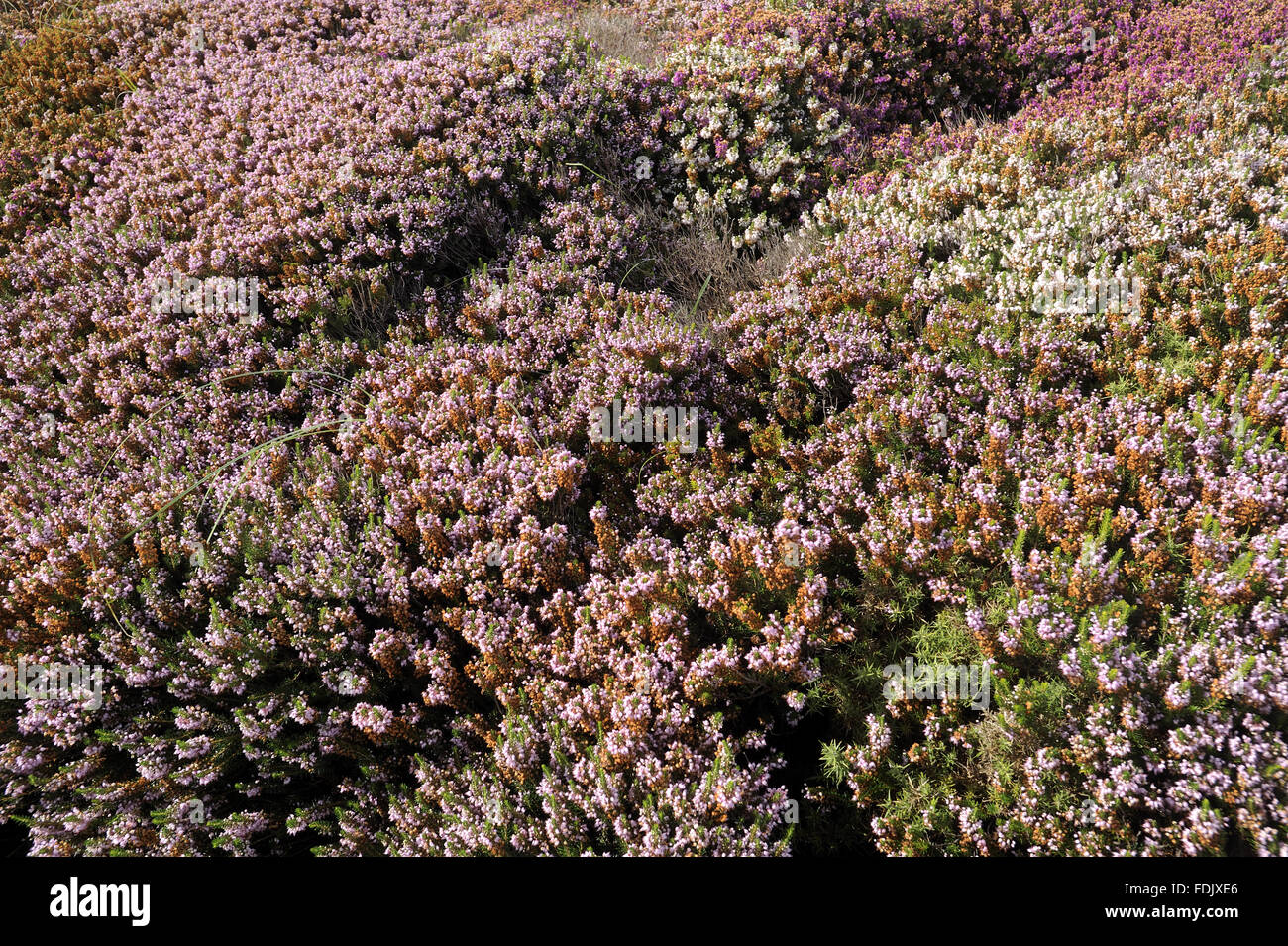 Maritime heather (Erica vagans), in flower in August, Kynance Cove, The ...