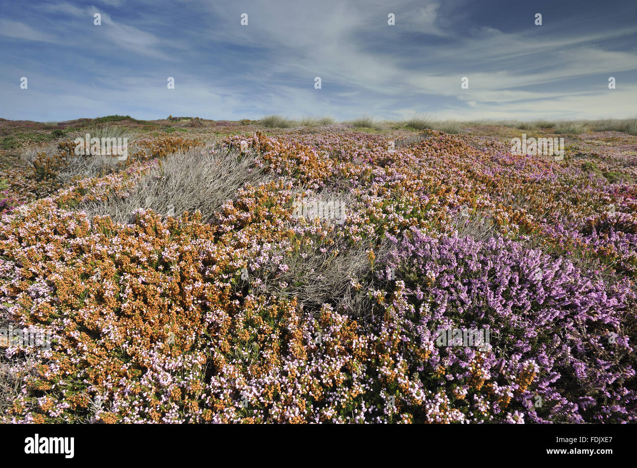 Maritime heather (Erica vagans), in flower in August, Kynance Cove, The ...