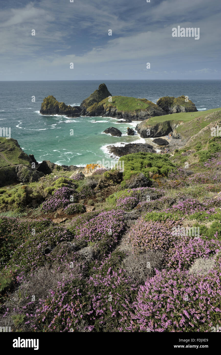 Maritime heather (Erica vagans) in flower in August, and view of ...