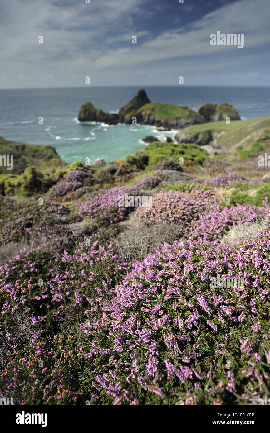 Maritime heather (Erica vagans) in flower in August, and view of ...