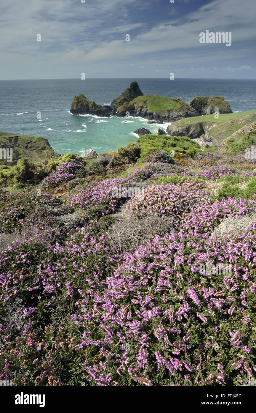 Maritime heather (Erica vagans) in flower in August, and view of ...