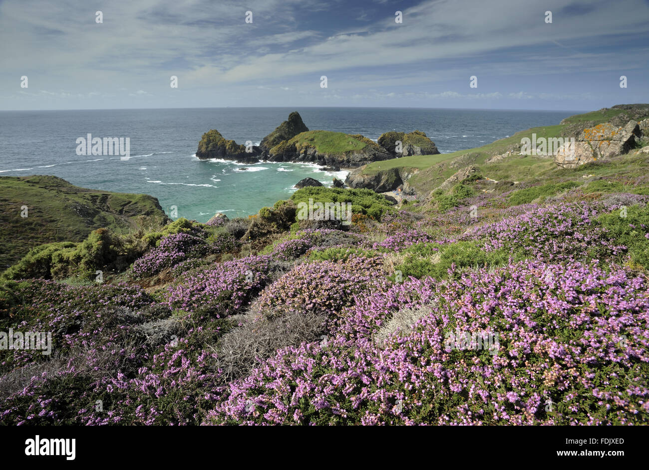 Maritime heather (Erica vagans) in flower in August, and view of ...