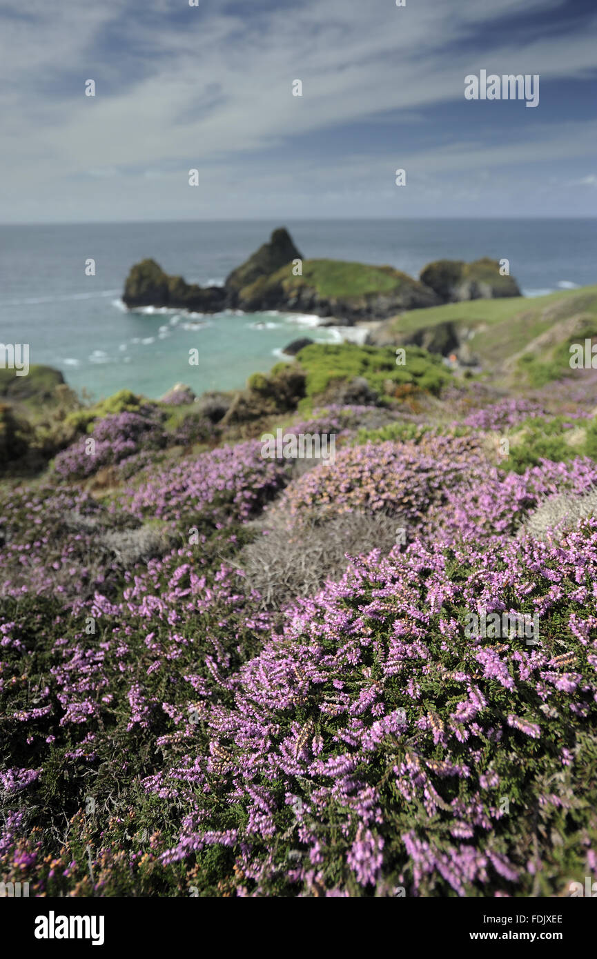 Maritime heather (Erica vagans) in flower in August, and view of ...