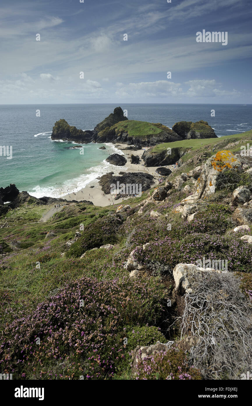 Maritime heather (Erica vagans) in flower in August, and view of ...