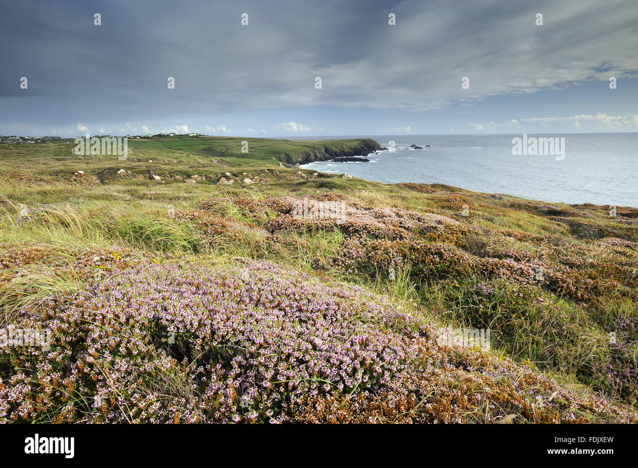Maritime heather, (Erica vagans) in flower in August and view of ...