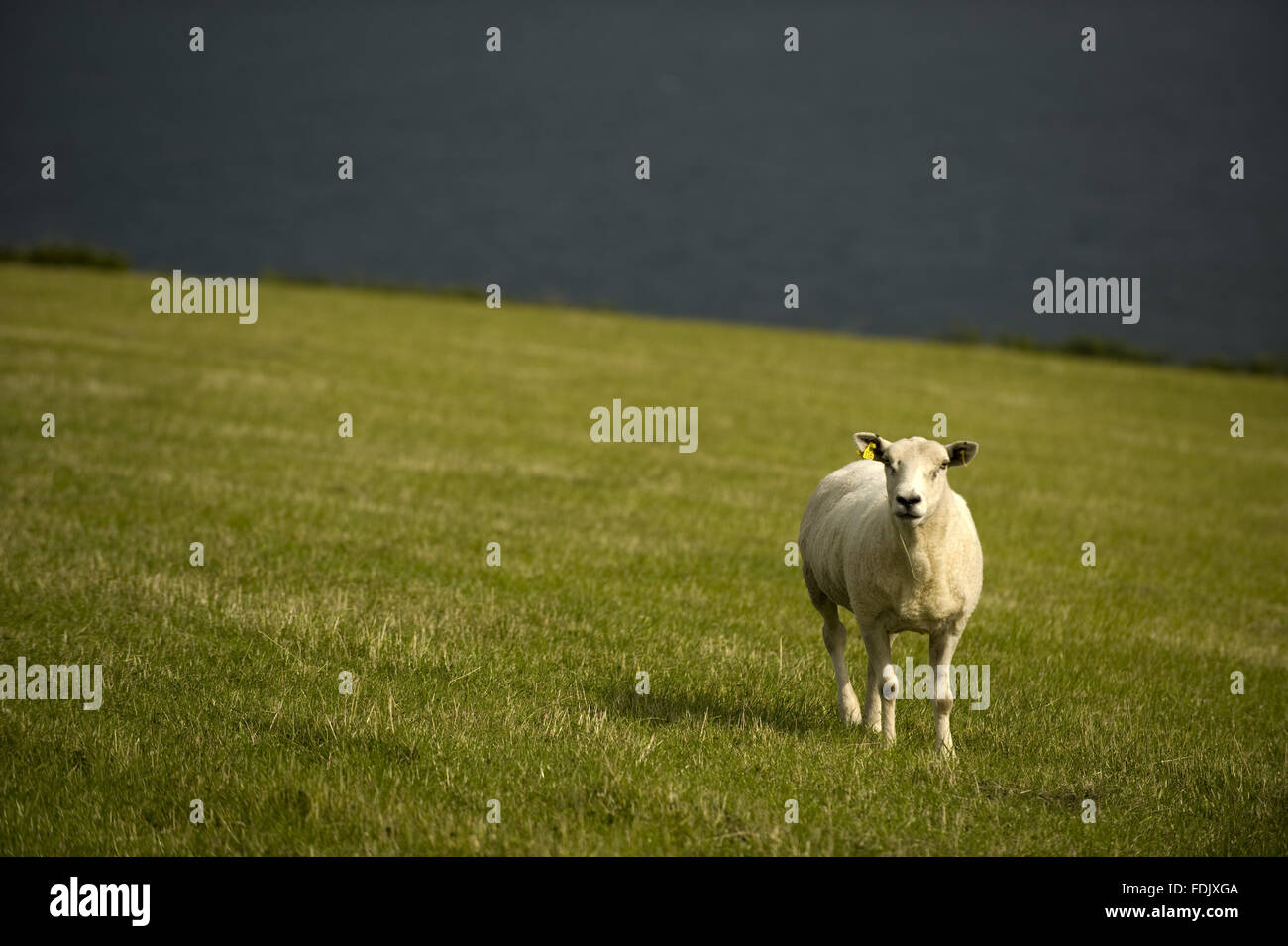Sheep on the organic farm at Bosigran, Cornwall Stock Photo - Alamy
