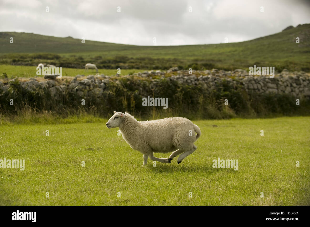 Sheep on the organic farm at Bosigran, Cornwall Stock Photo - Alamy