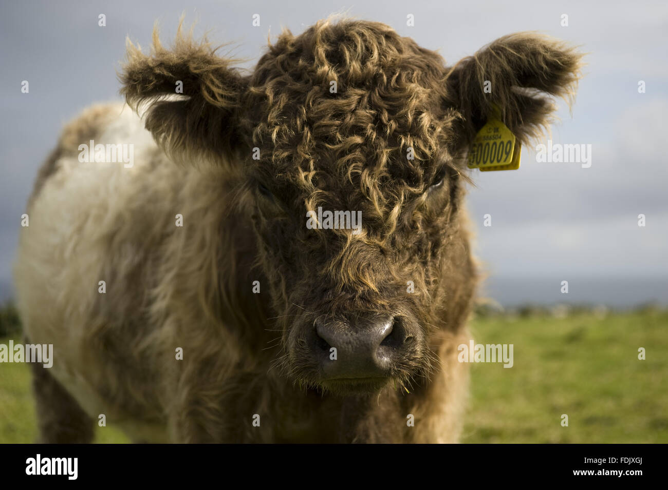 Cornwall cows hi-res stock photography and images - Alamy