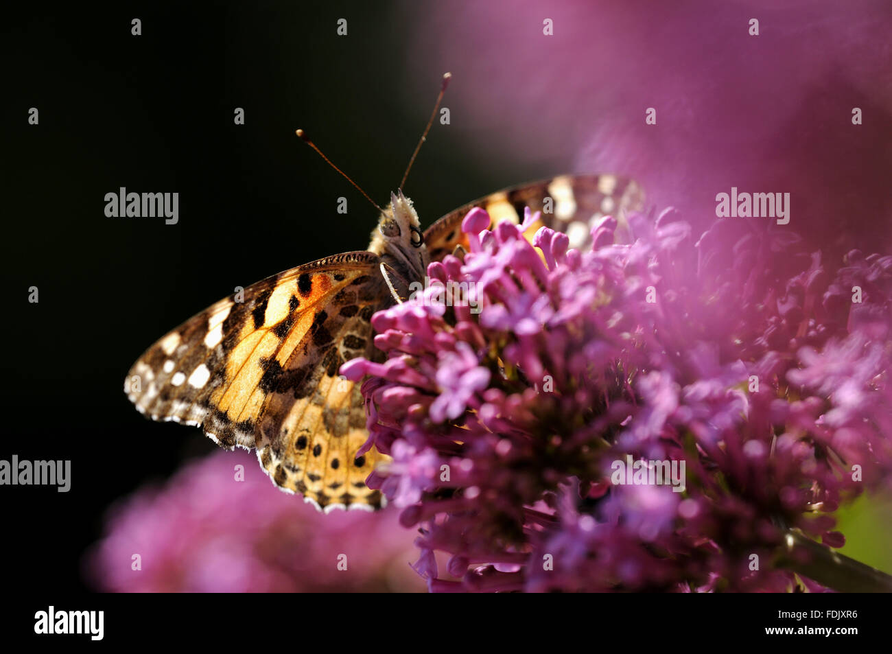 Red valerian butterfly uk hi-res stock photography and images - Alamy