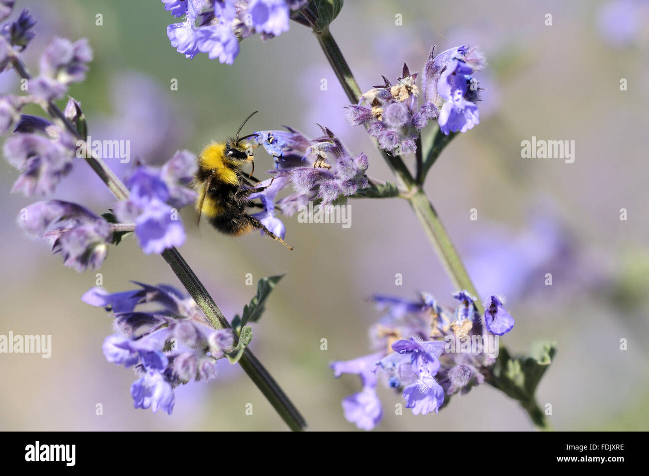 Early bumblebee (Bombus pratorum) feeding on a nectar-rich plant at ...