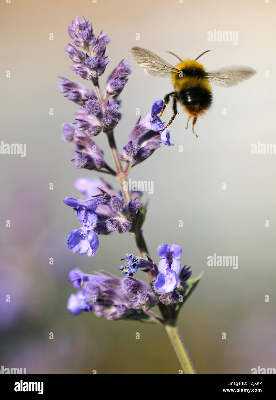 Early bumblebee (bombus pratorum) uk hi-res stock photography and ...