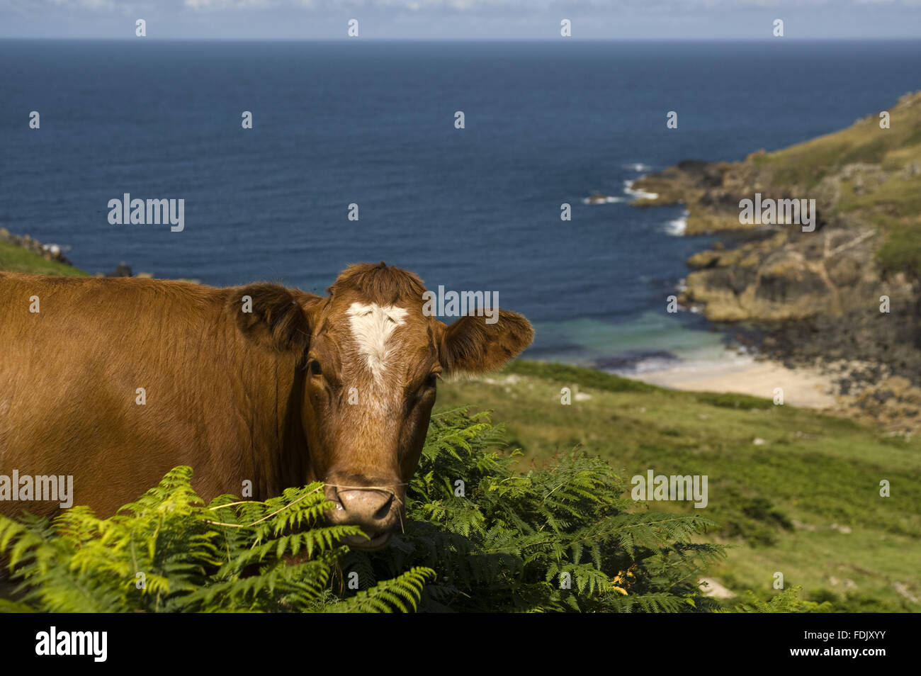 Cow on the clifftop grazing at Bosigran Farm, Cornwall Stock Photo - Alamy