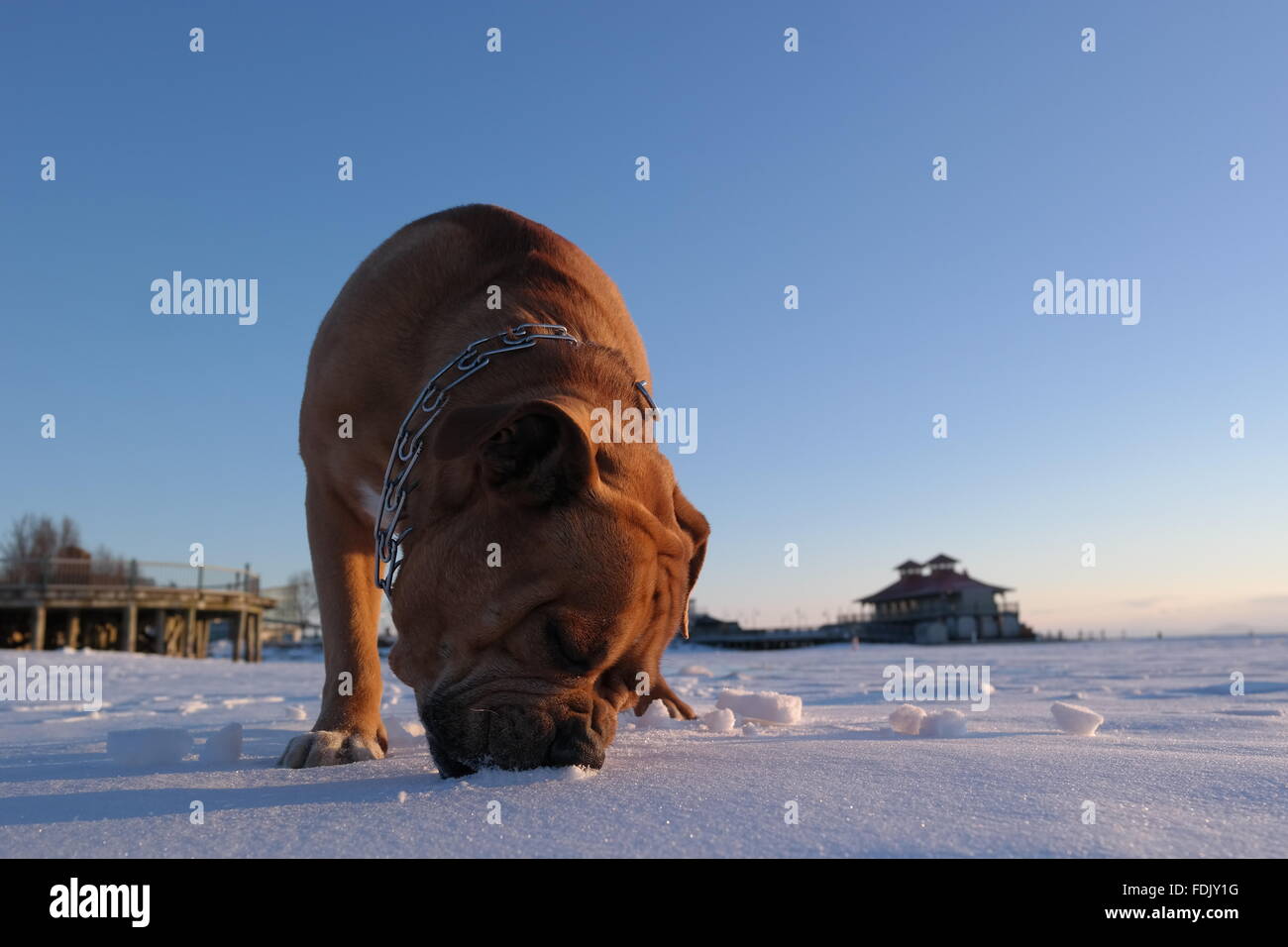 Dog eating snow Stock Photo - Alamy