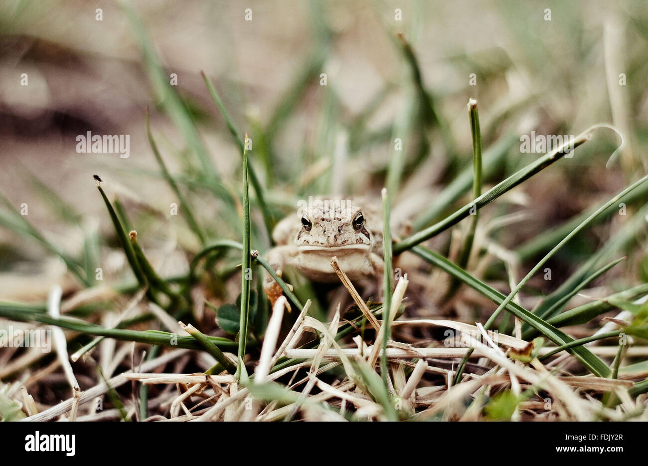 Frog sitting in grass Stock Photo - Alamy