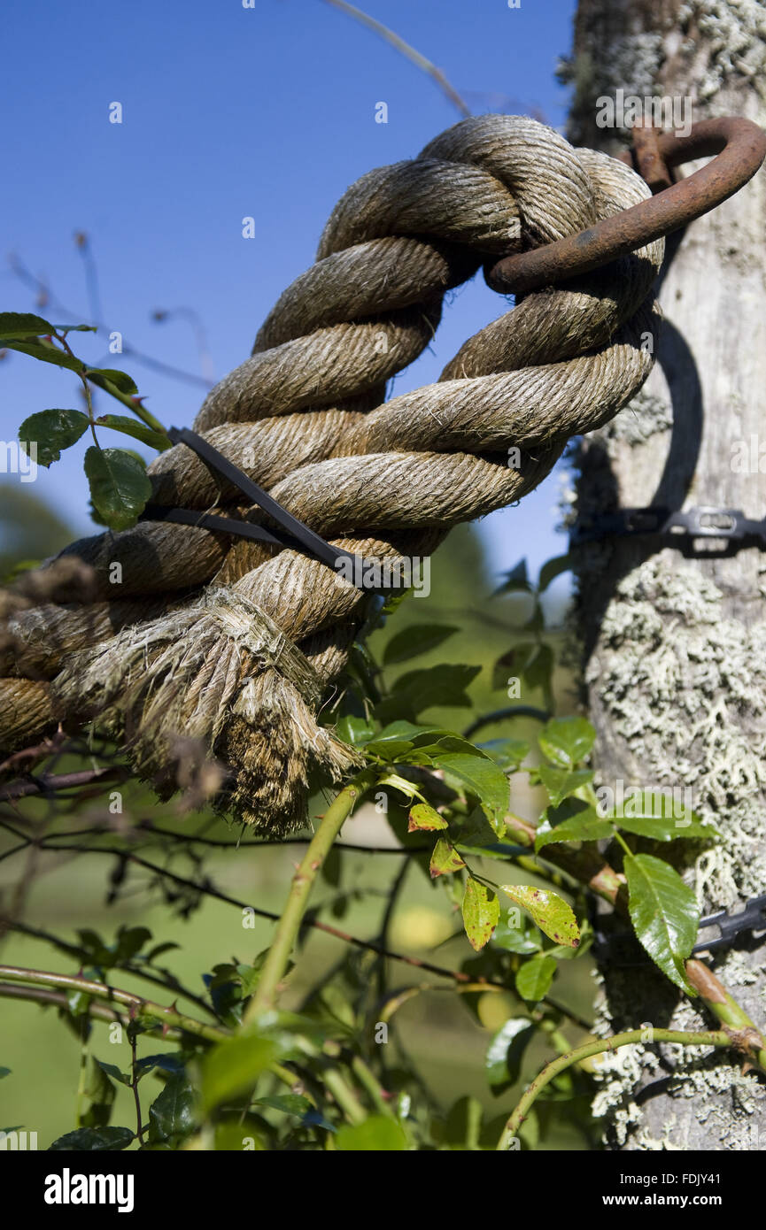 The thick rope strung between poles for roses to climb along, in the ...
