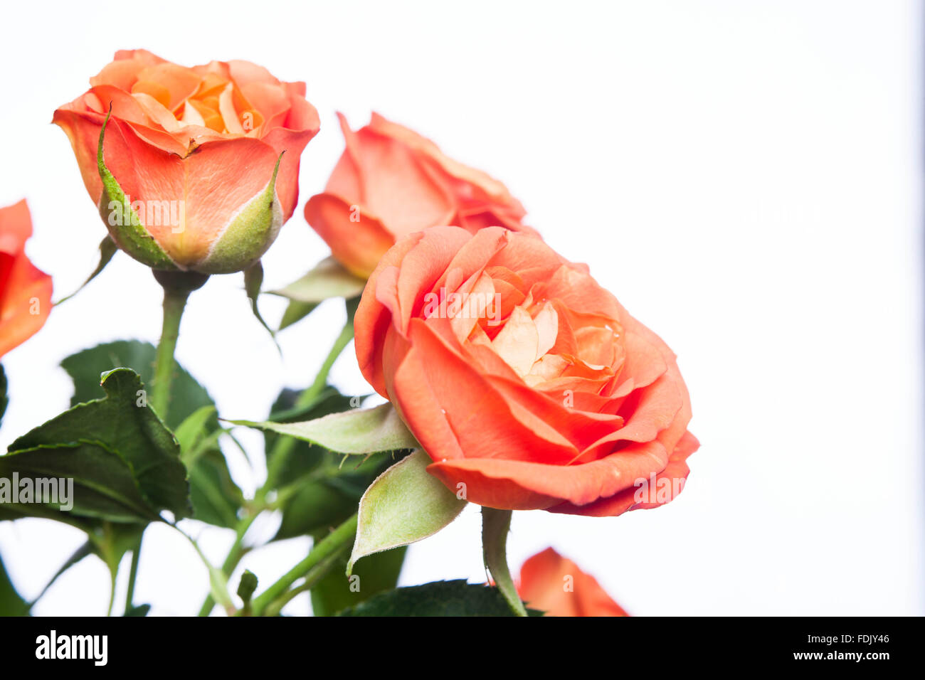 Red roses bouquet Stock Photo - Alamy