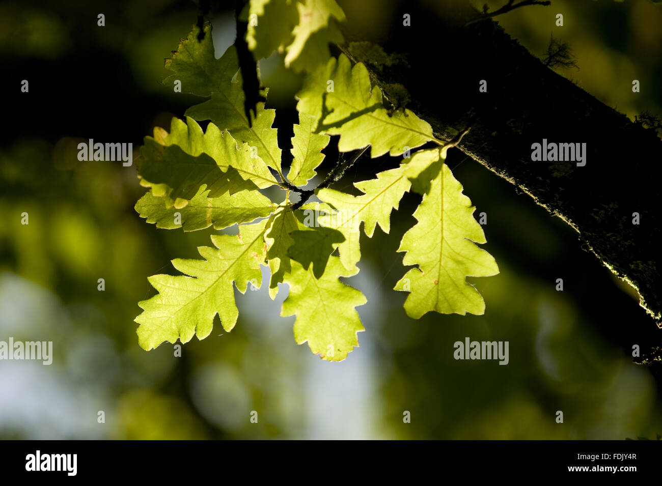Oak tree uk september hi-res stock photography and images - Alamy
