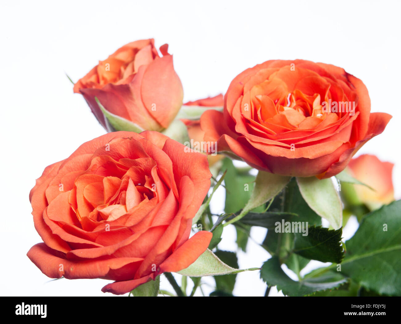 Red roses bouquet Stock Photo - Alamy