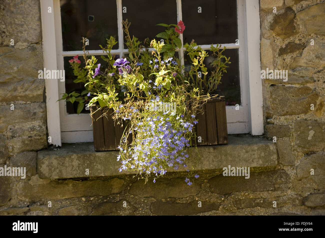Window box in September at Florence Court, Co. Fermanagh, Northern ...