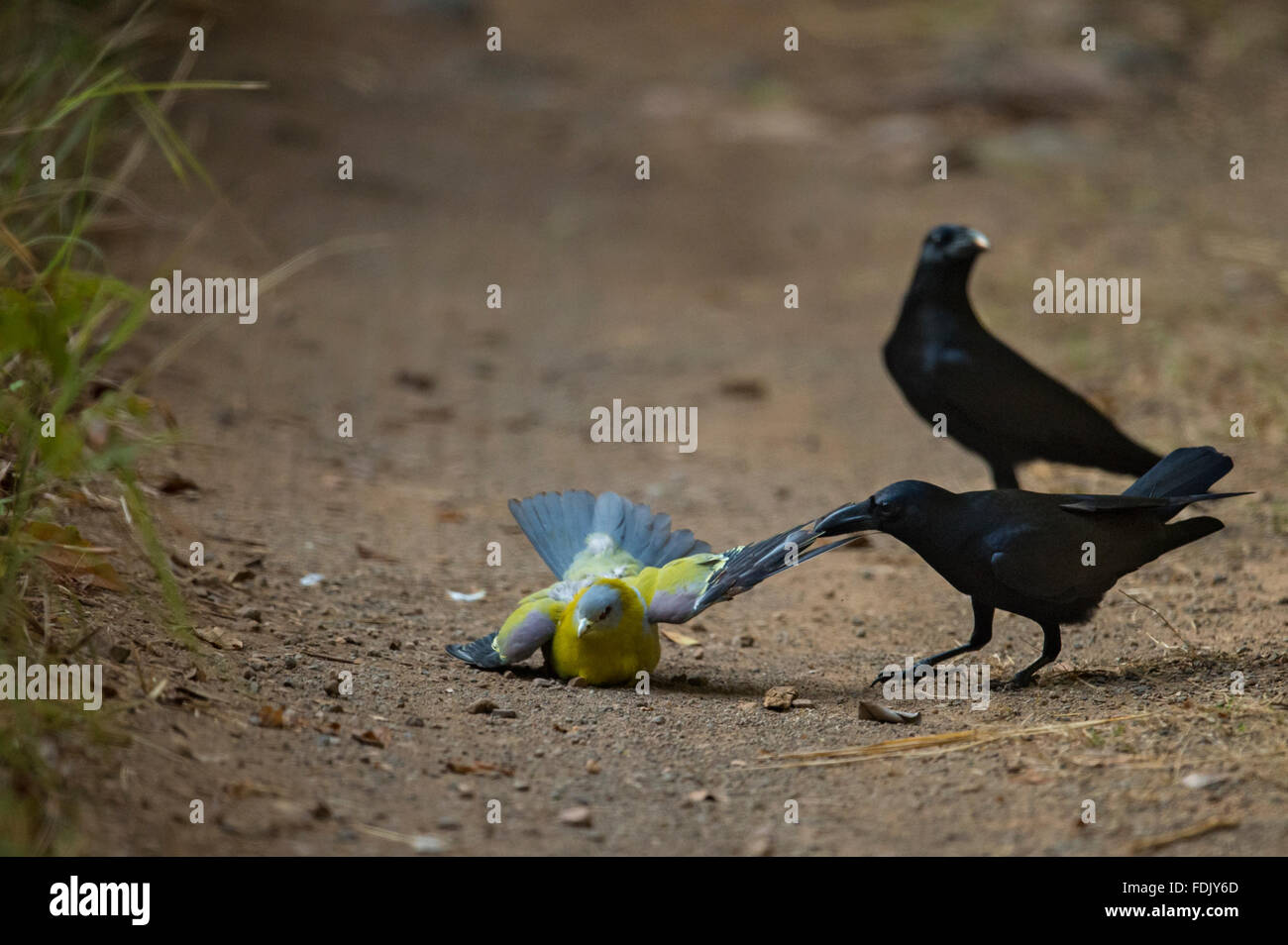 Attack On Birds Of Prey High Resolution Stock Photography and Images ...
