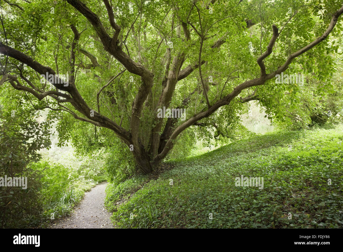 Crime tree hi-res stock photography and images - Alamy