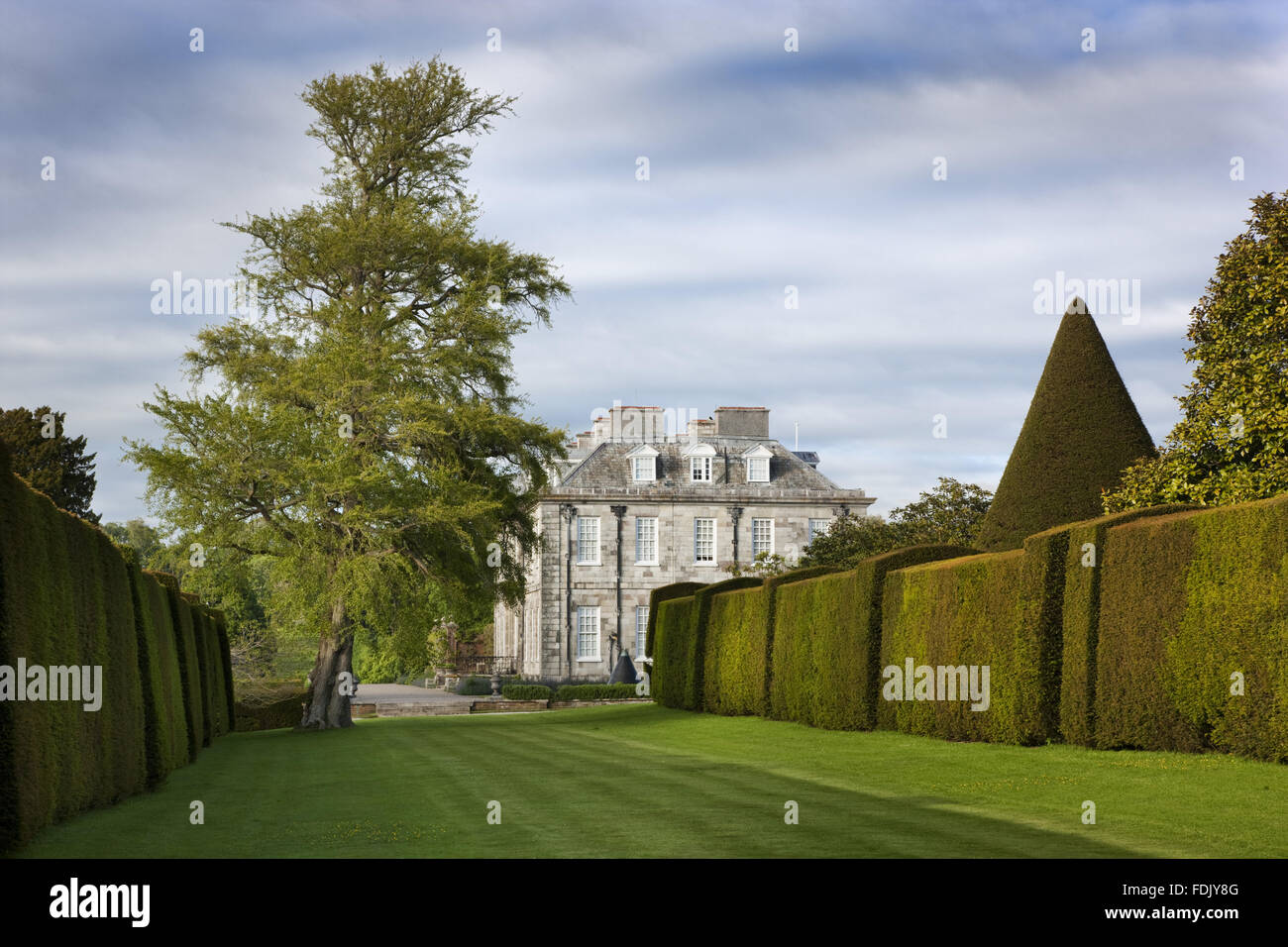 The Yew Walk with the house in the distance at Antony, Cornwall Stock ...