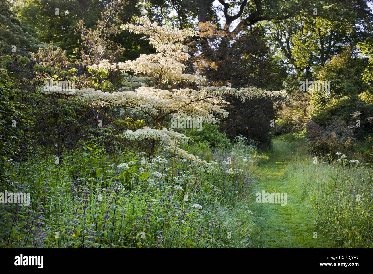 Antony woodland garden cornwall hi-res stock photography and images - Alamy