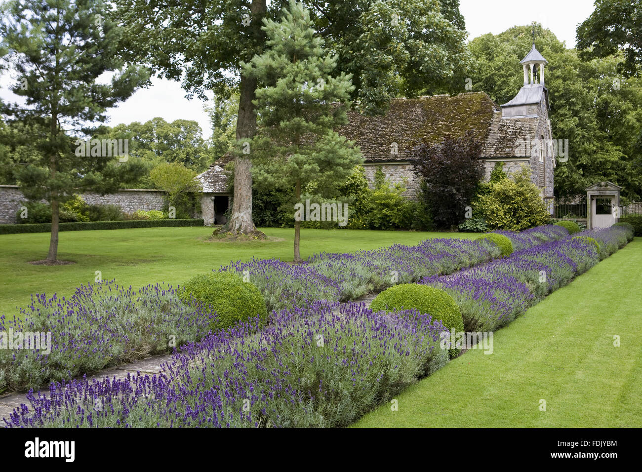 Lavender borders edge the path through the garden at Avebury Manor ...