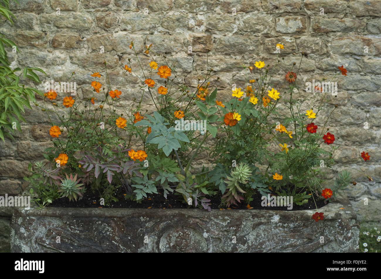 Hot-coloured planting in an ornamental trough in the new greenhouse ...
