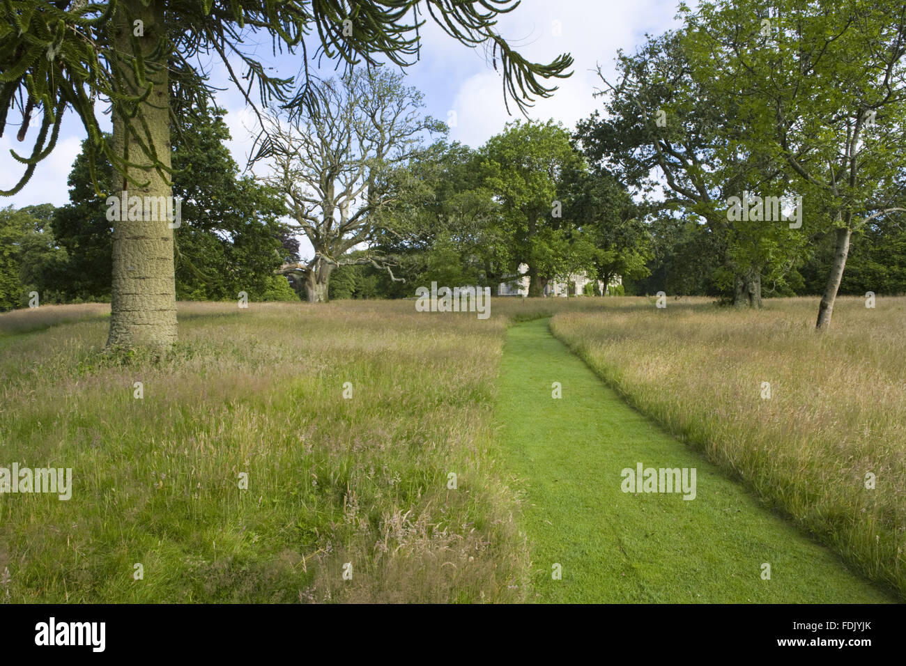 A mown path through the long grass in July towards the house at ...