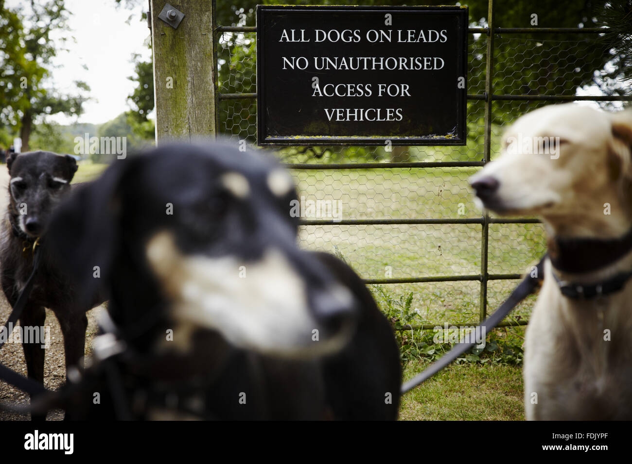 Dogs beside a sign on a gate warning that all dogs must be on a lead ...