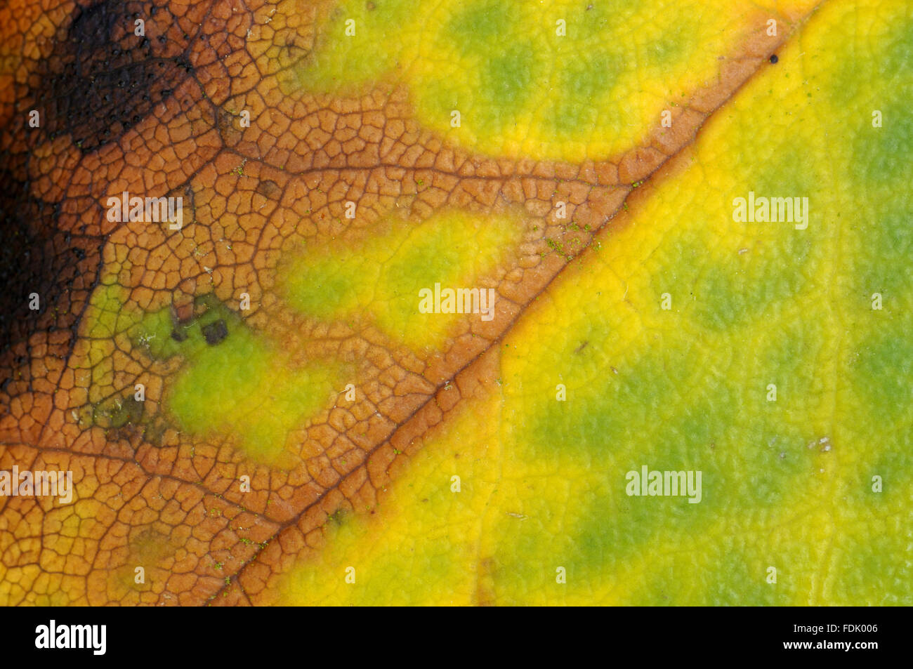 Signs of the fungal disease, Phytophthora ramorum - also known as ...