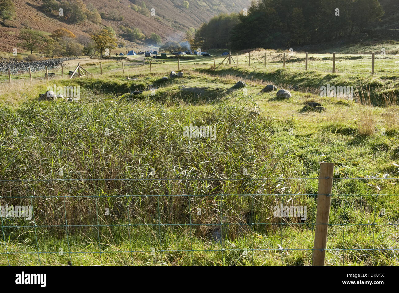 Reed bed technology hi-res stock photography and images - Alamy